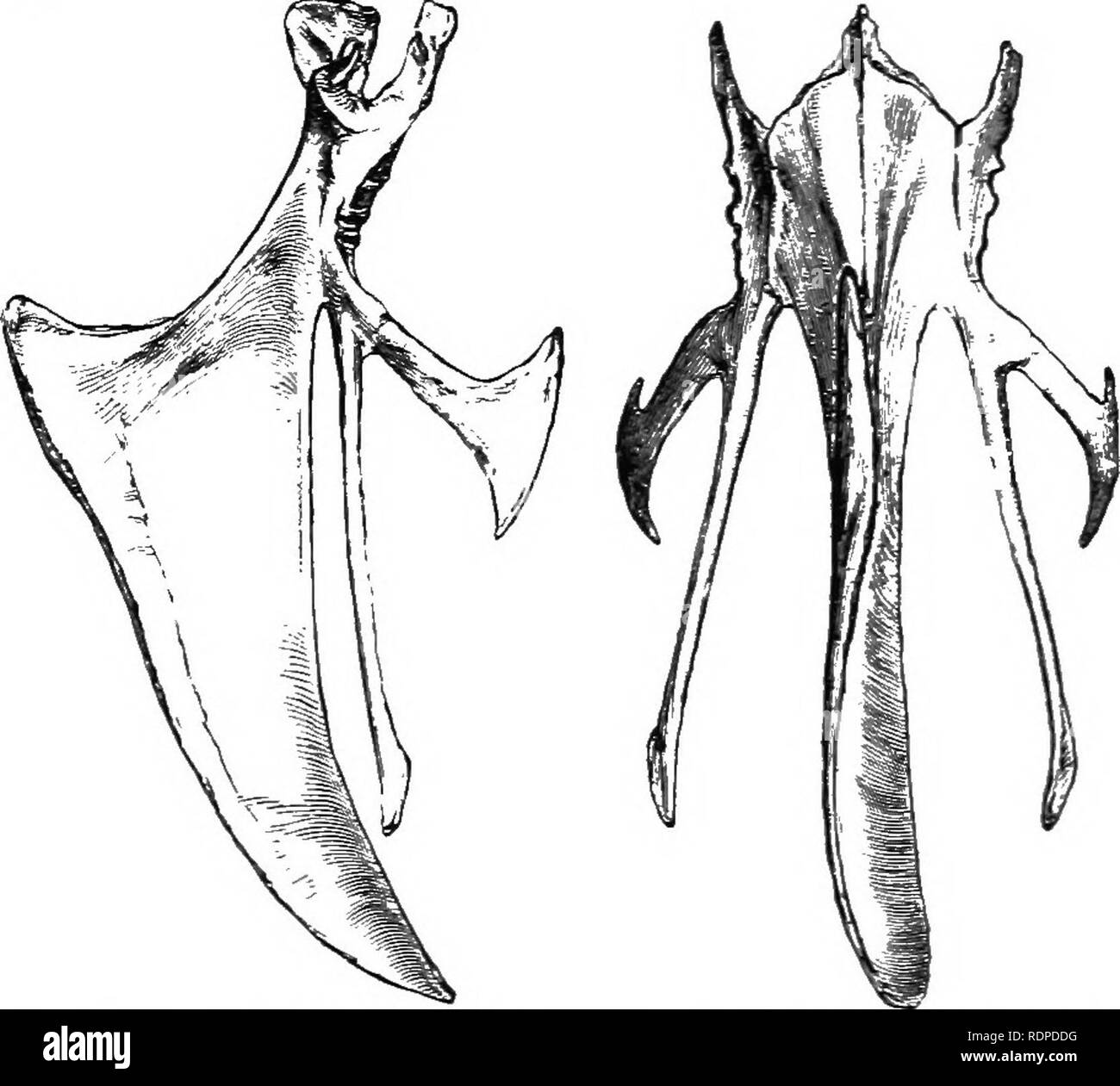 . Text book of vertebrate zoology. Vertebrates; Anatomy, Comparative ...