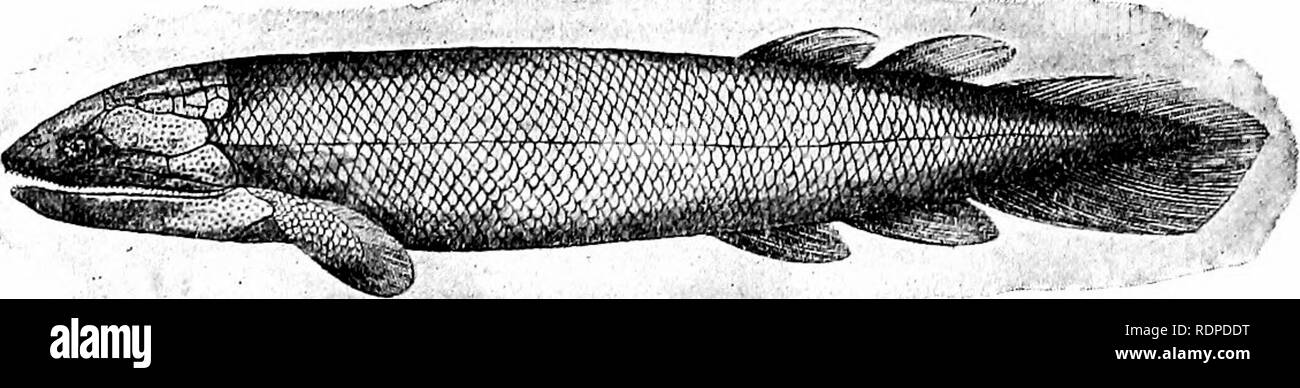 Osteolepis macrolepidotus hi-res stock photography and images - Alamy