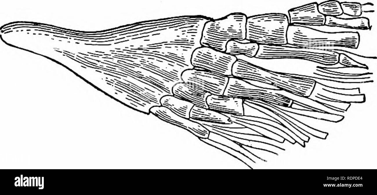 Crossopterygii hi-res stock photography and images - Alamy