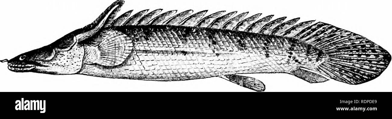 Crossopterygian hi-res stock photography and images - Alamy