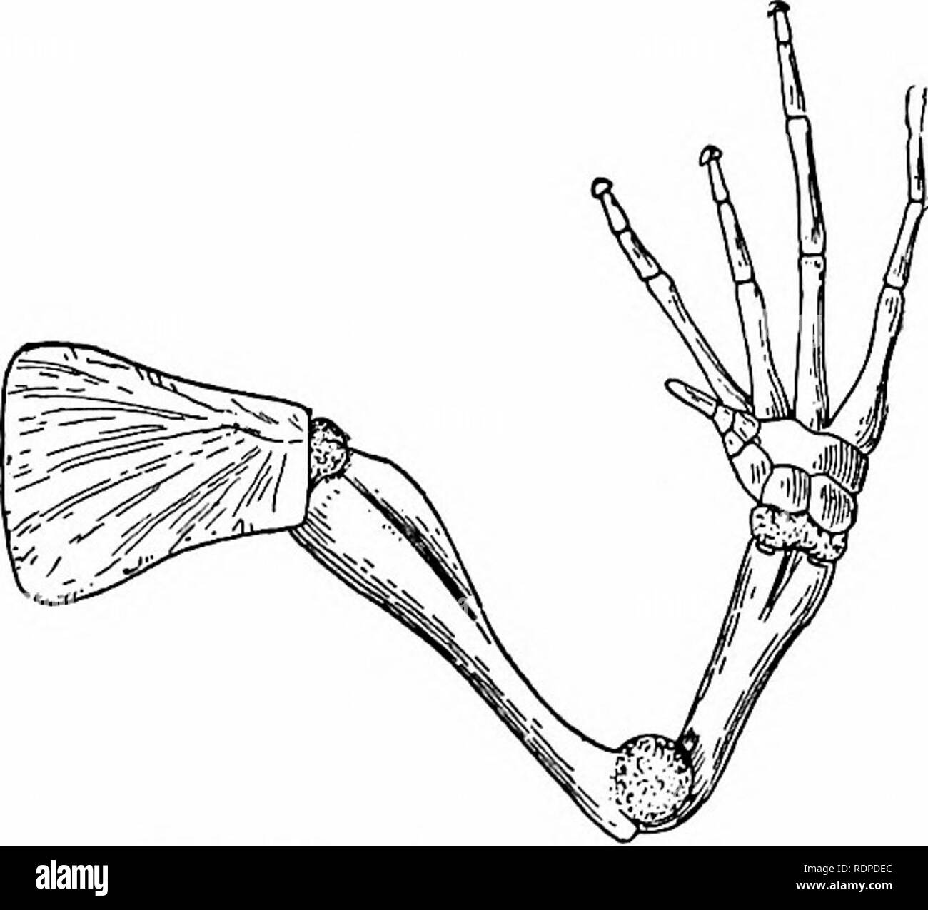 Intermediate phalanges hi-res stock photography and images - Alamy