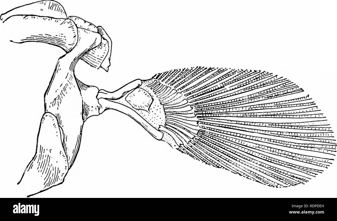 Crossopterygii Black and White Stock Photos & Images - Alamy