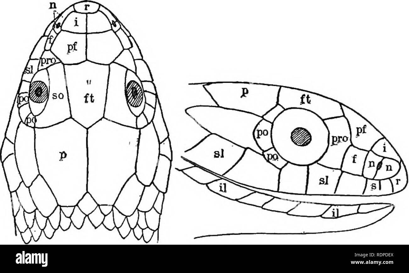 . Text book of vertebrate zoology. Vertebrates; Anatomy, Comparative ...