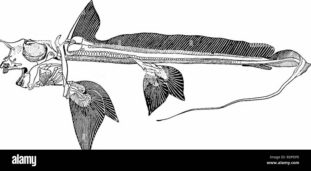 Holocephali hi-res stock photography and images - Alamy