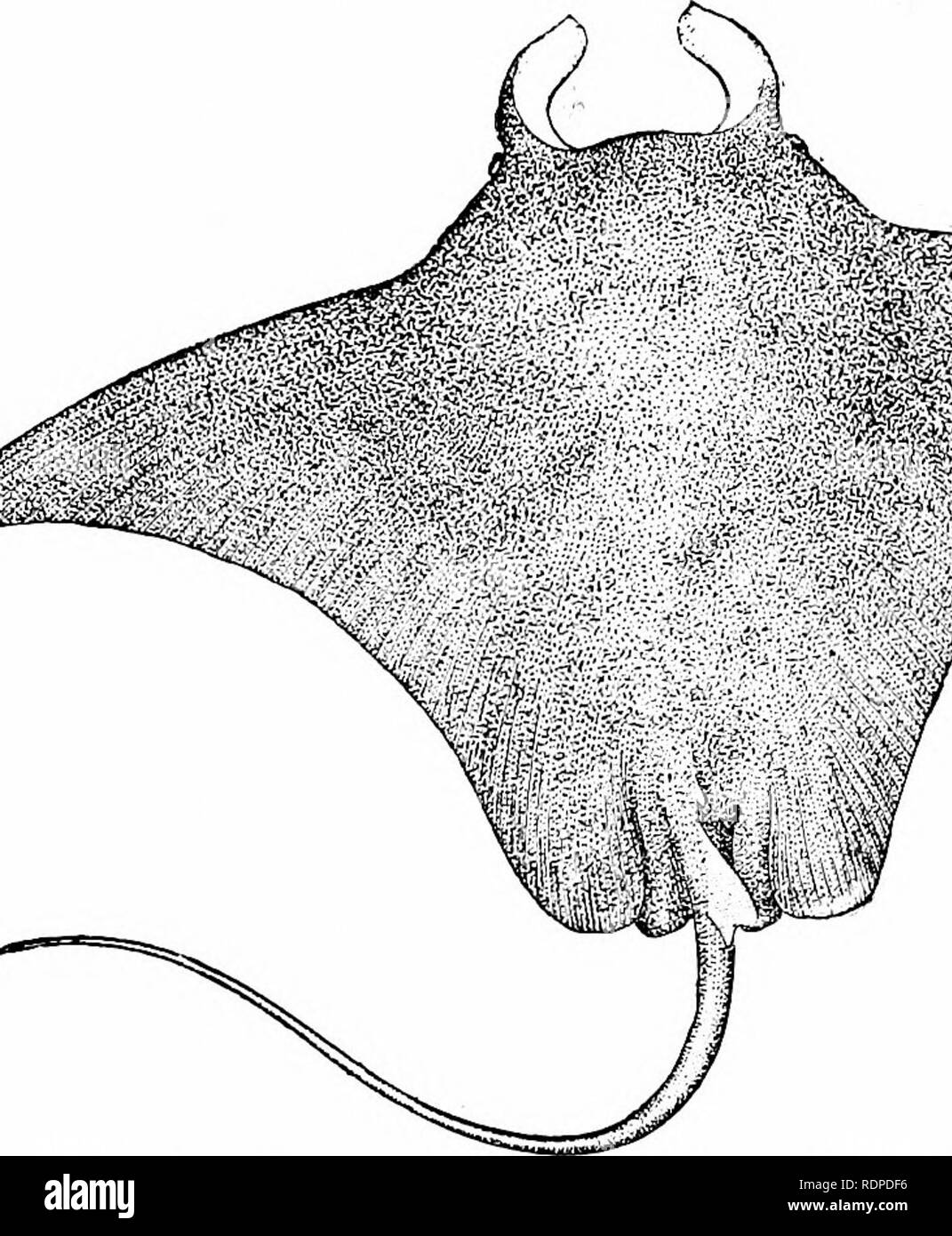 Devil ray florida hi-res stock photography and images - Alamy