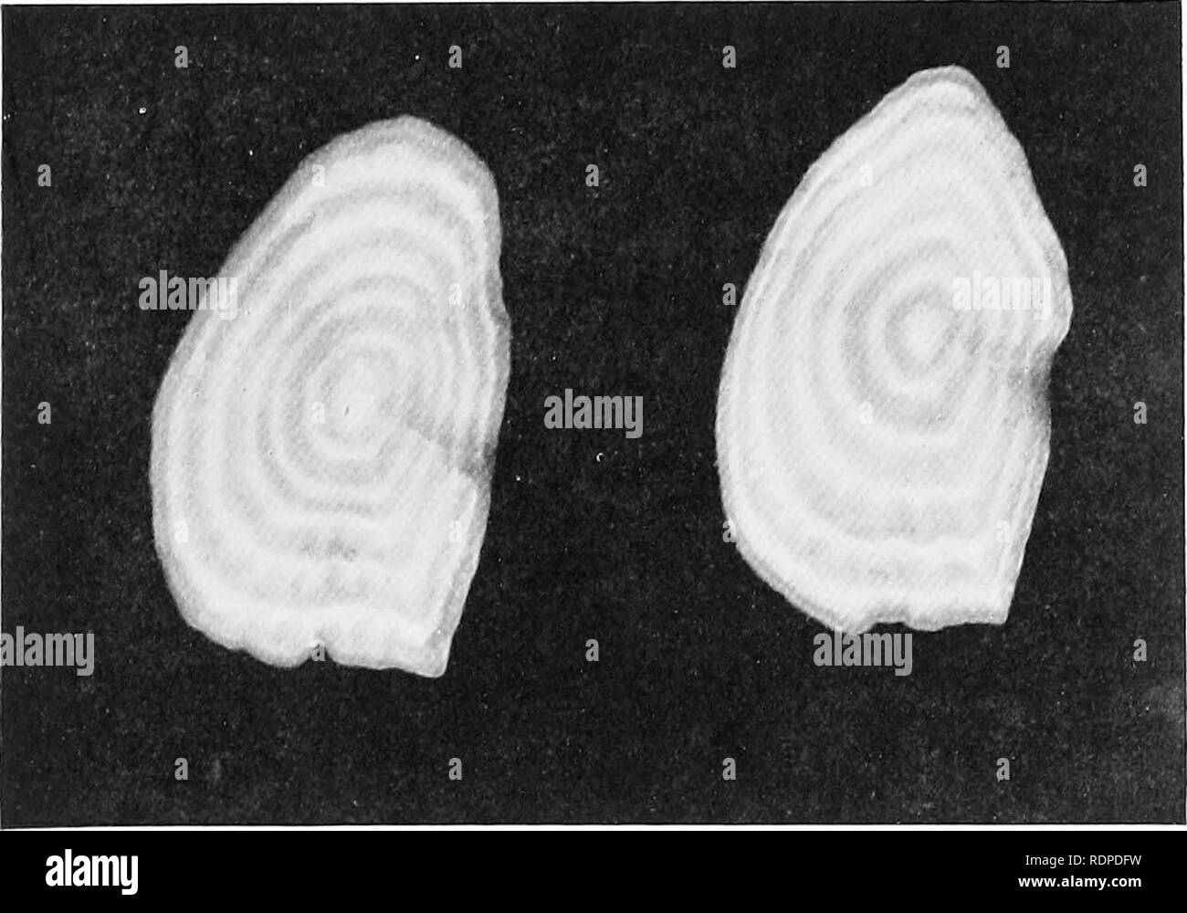 Otoliths fish hi-res stock photography and images - Alamy