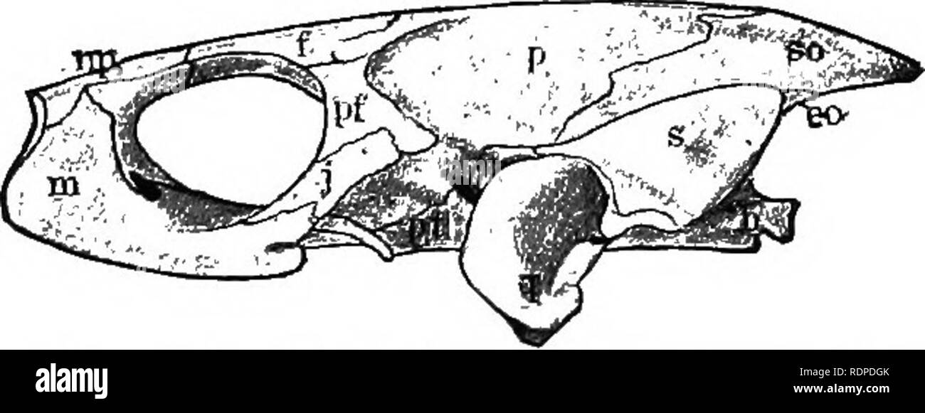 . Text book of vertebrate zoology. Vertebrates; Anatomy, Comparative ...