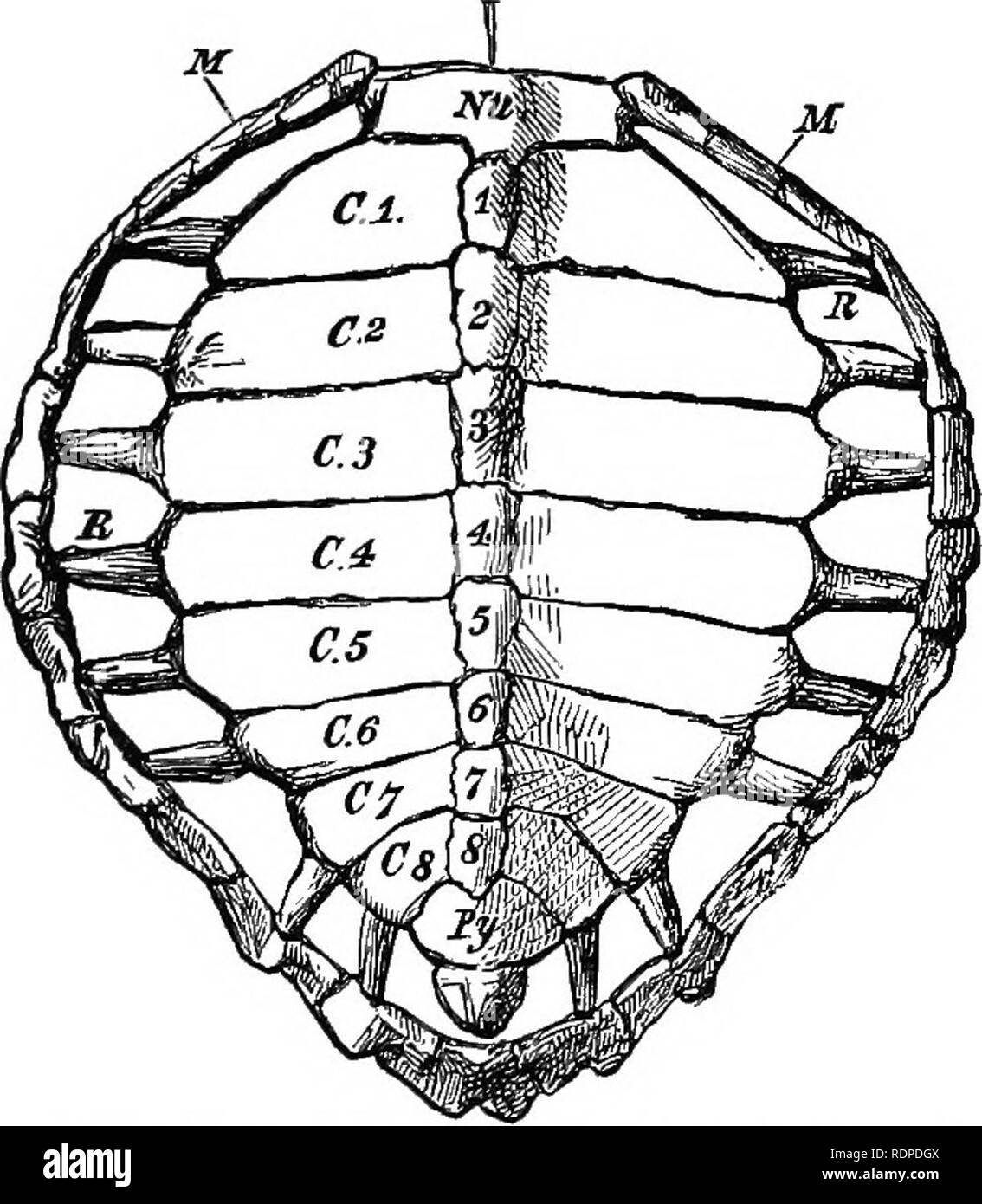 . Text book of vertebrate zoology. Vertebrates; Anatomy, Comparative ...