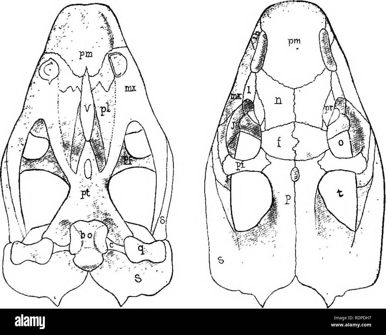 Fossa pair Black and White Stock Photos & Images - Alamy