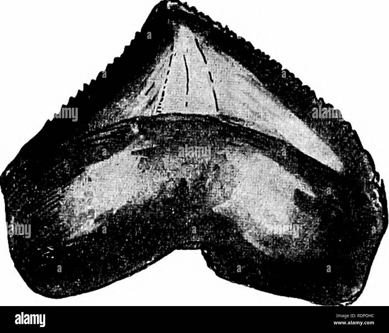 Nid triangular hi-res stock photography and images - Alamy