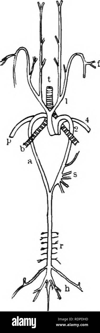 Carpales hi-res stock photography and images - Alamy