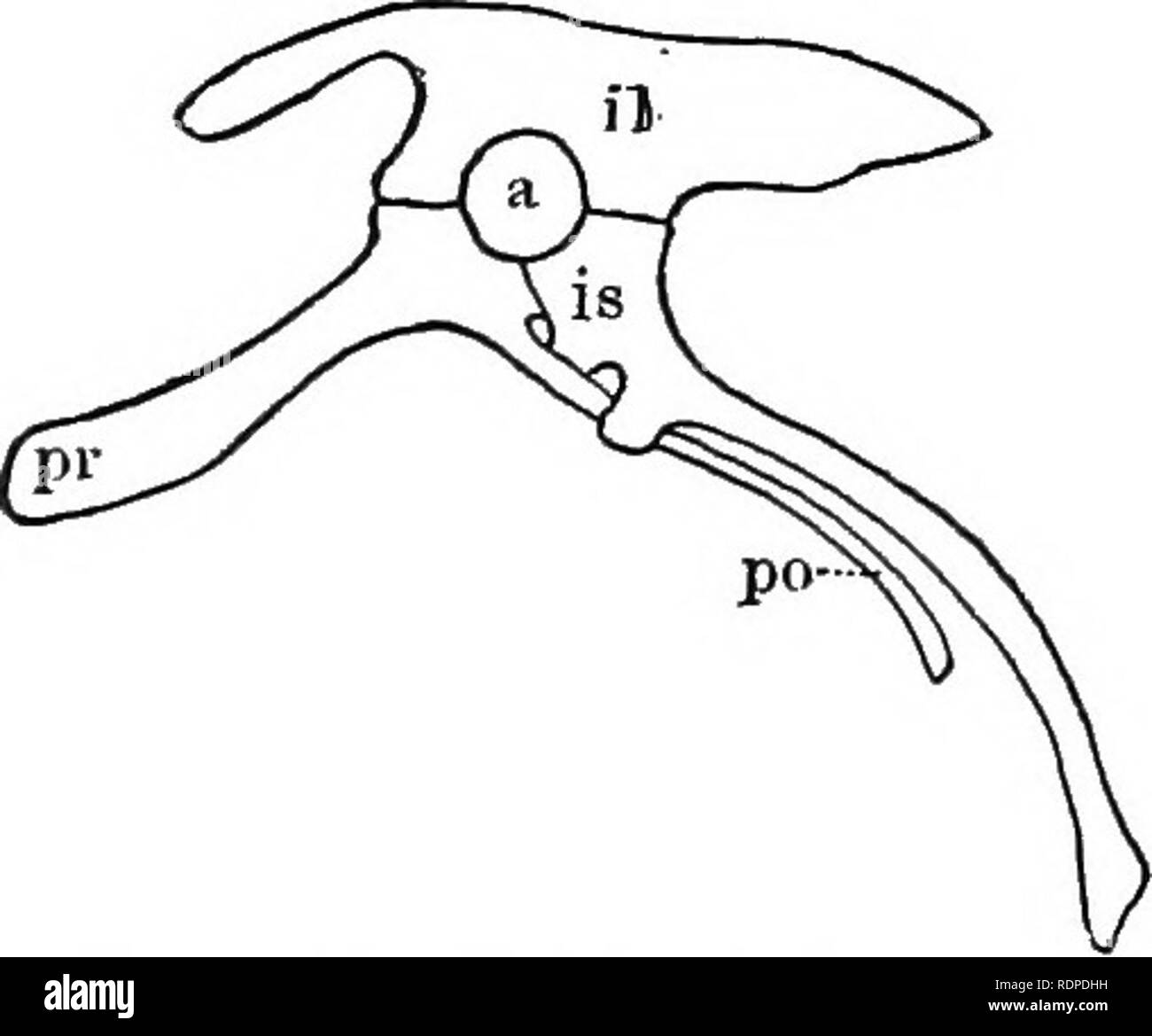 Flattened dorsally Black and White Stock Photos & Images - Alamy