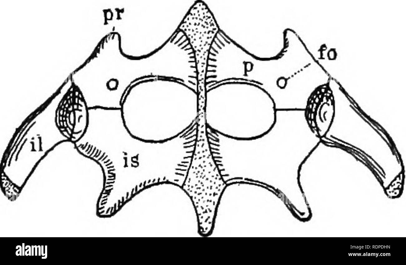 . Text book of vertebrate zoology. Vertebrates; Anatomy, Comparative ...