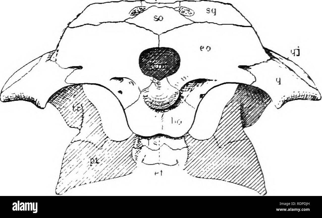 Occipital Condyle High Resolution Stock Photography and Images - Alamy