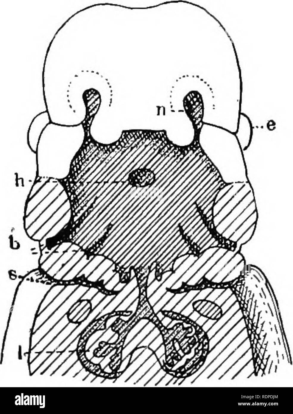 . Text book of vertebrate zoology. Vertebrates; Anatomy, Comparative ...