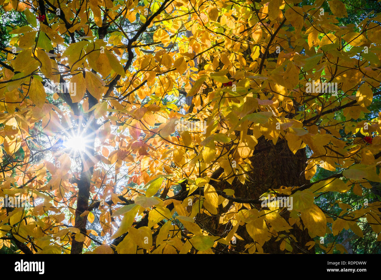 Sun shining through golden Pacific Mountain Dogwood tree (Cornus ...