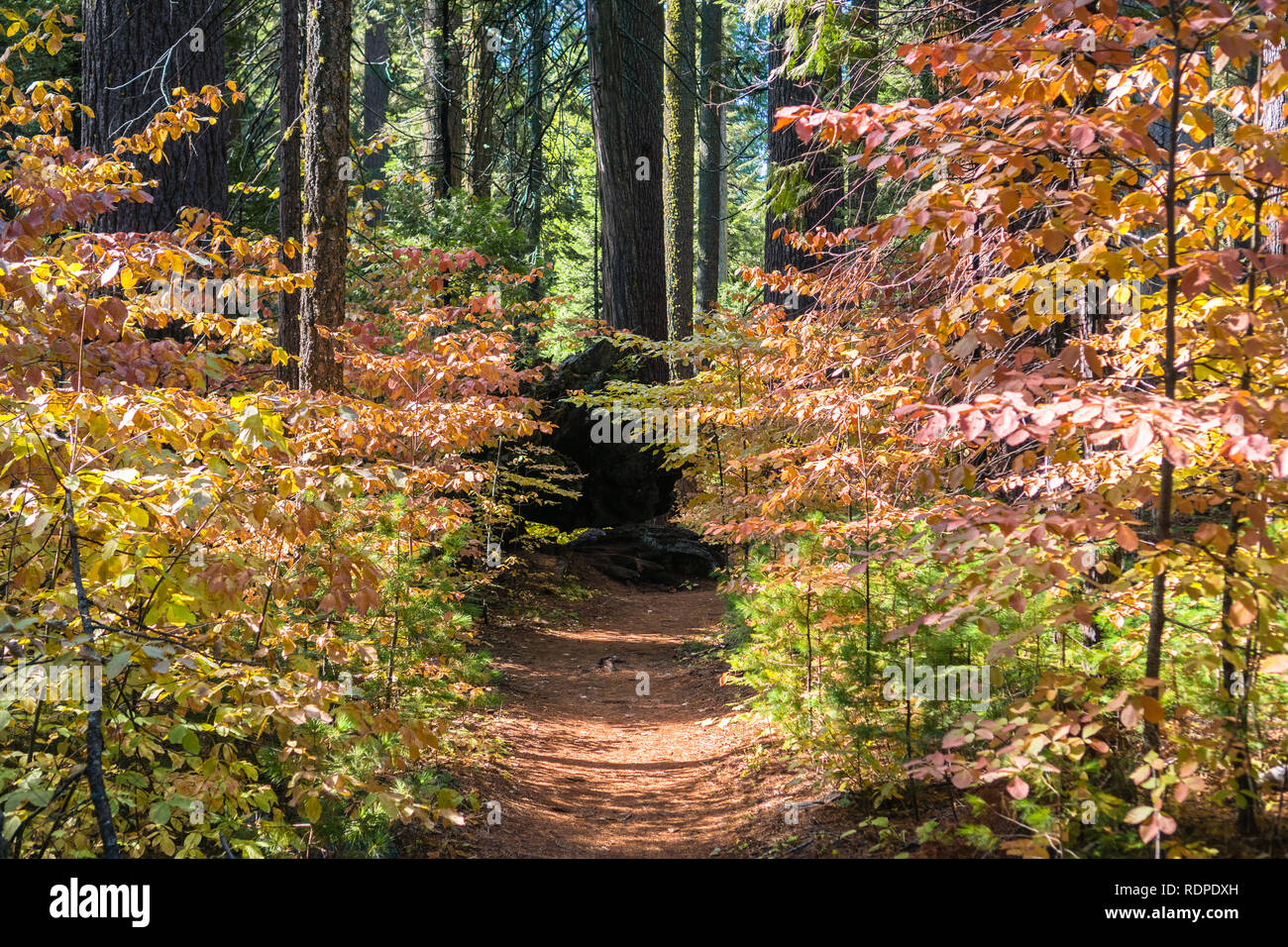 Trail lined up with colorful dogwood, Calaveras Big Trees State Park ...