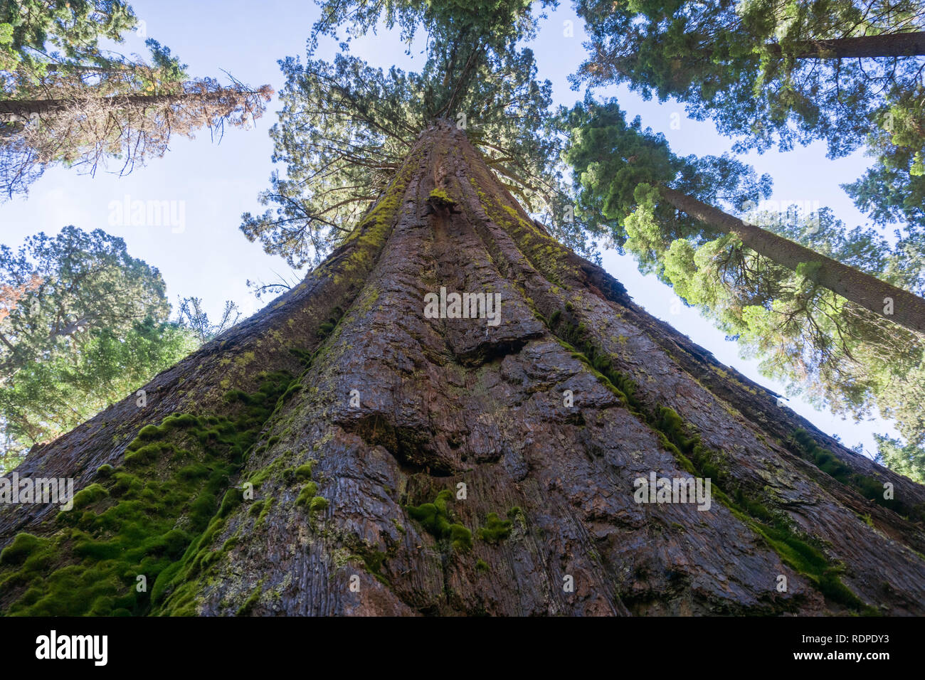 Huge trees looking into canopy hi-res stock photography and images - Alamy