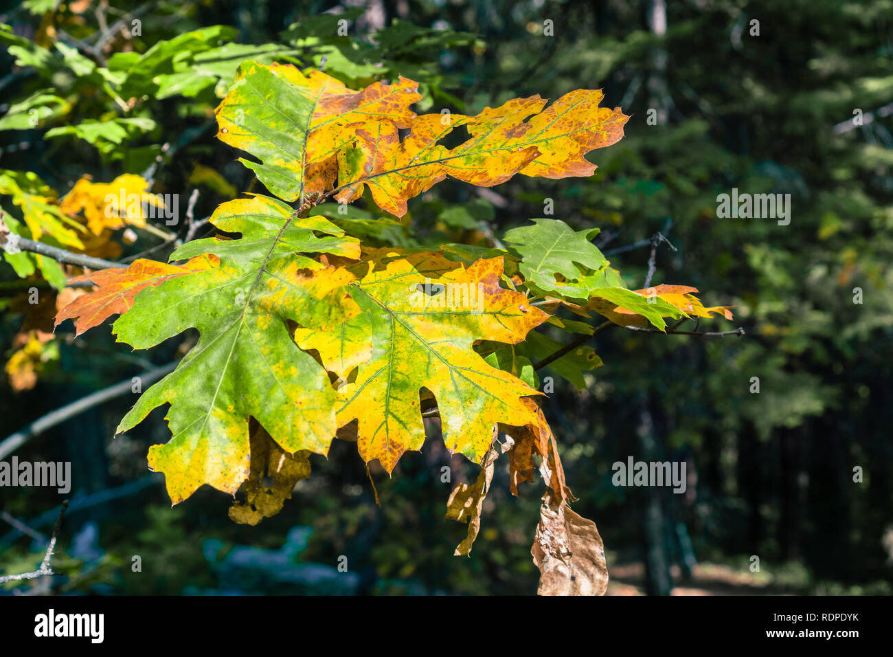 California State Tree Leaf