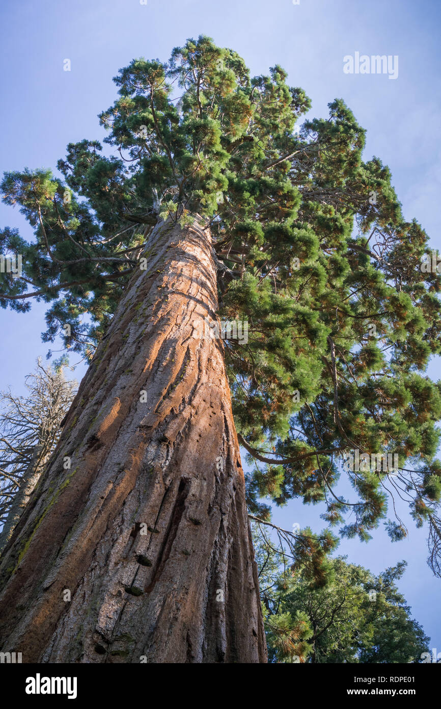 California endemic tree hi-res stock photography and images - Alamy