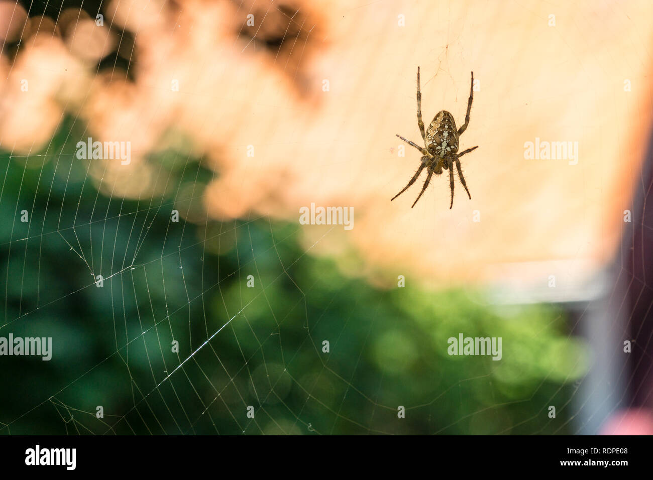 Cobweb in a tree hi-res stock photography and images - Alamy