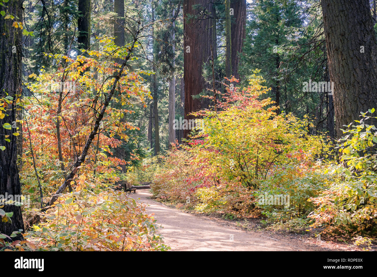 Path lined with trees with golden leaves hi-res stock photography and ...