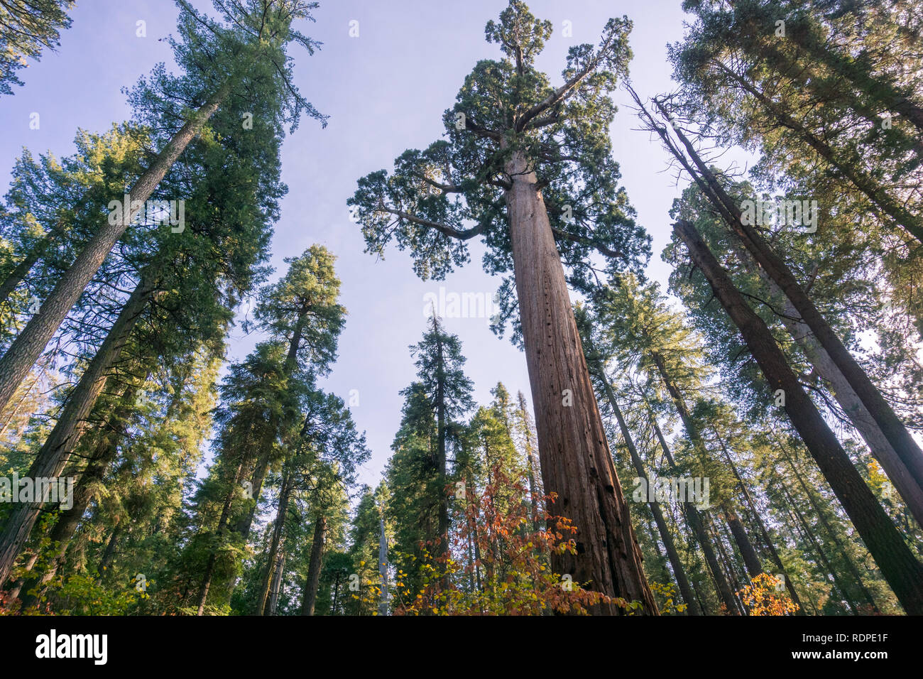 Sequoia tree surrounded by pine trees, Calaveras Big Trees State Park ...