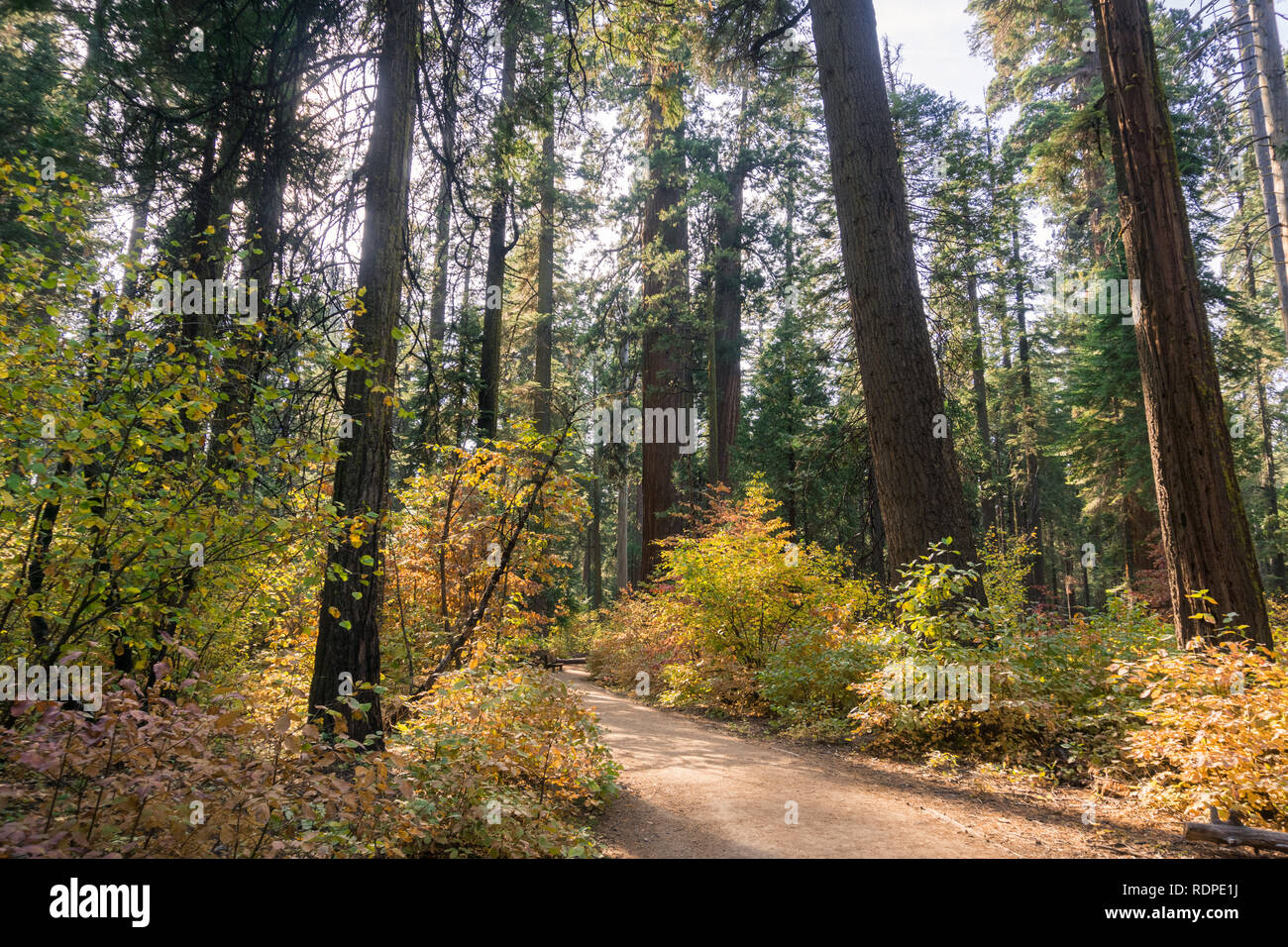 Trail through a forest painted in fall colors, Calaveras Big Trees ...
