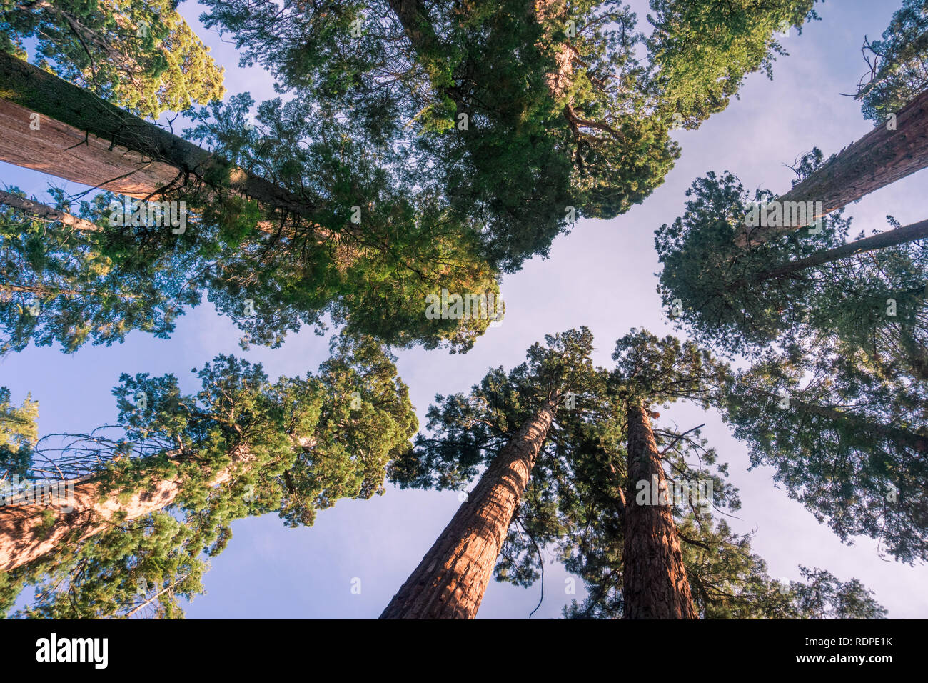 Looking up in a grove of Sequoia trees, Calaveras Big Trees State Park ...