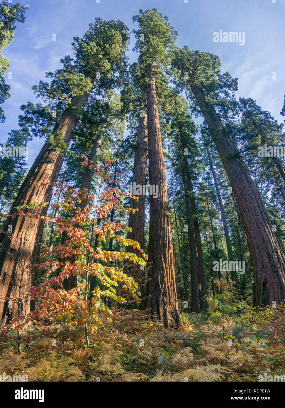 Calaveras grove big tree hi-res stock photography and images - Alamy