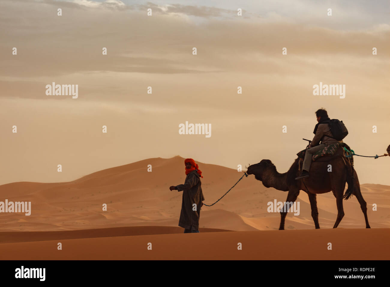 Berber tribesman leads a camel caravan through the tall Sahara desert ...