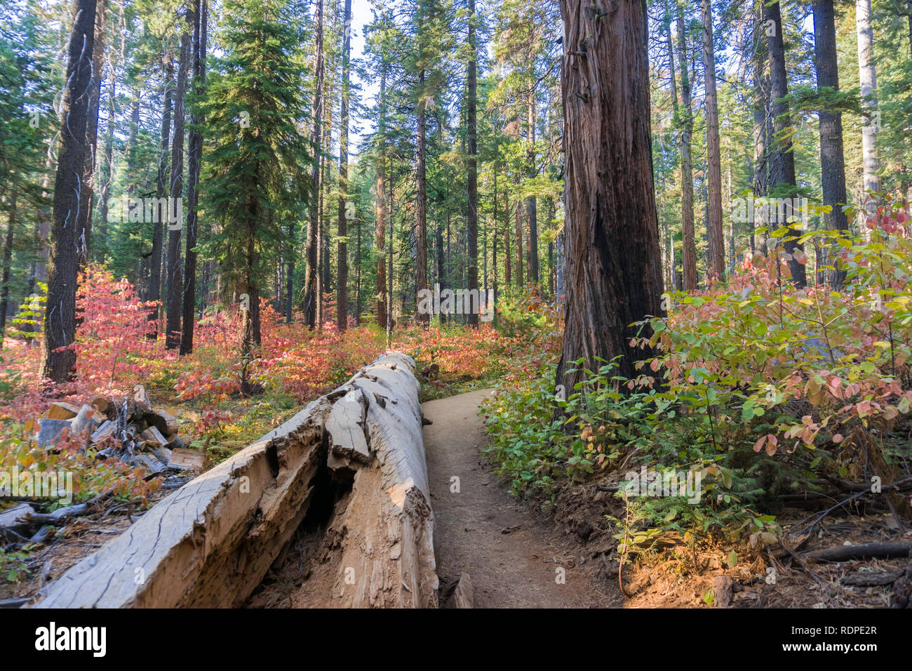 Trail through a forest painted in fall colors, Calaveras Big Trees ...