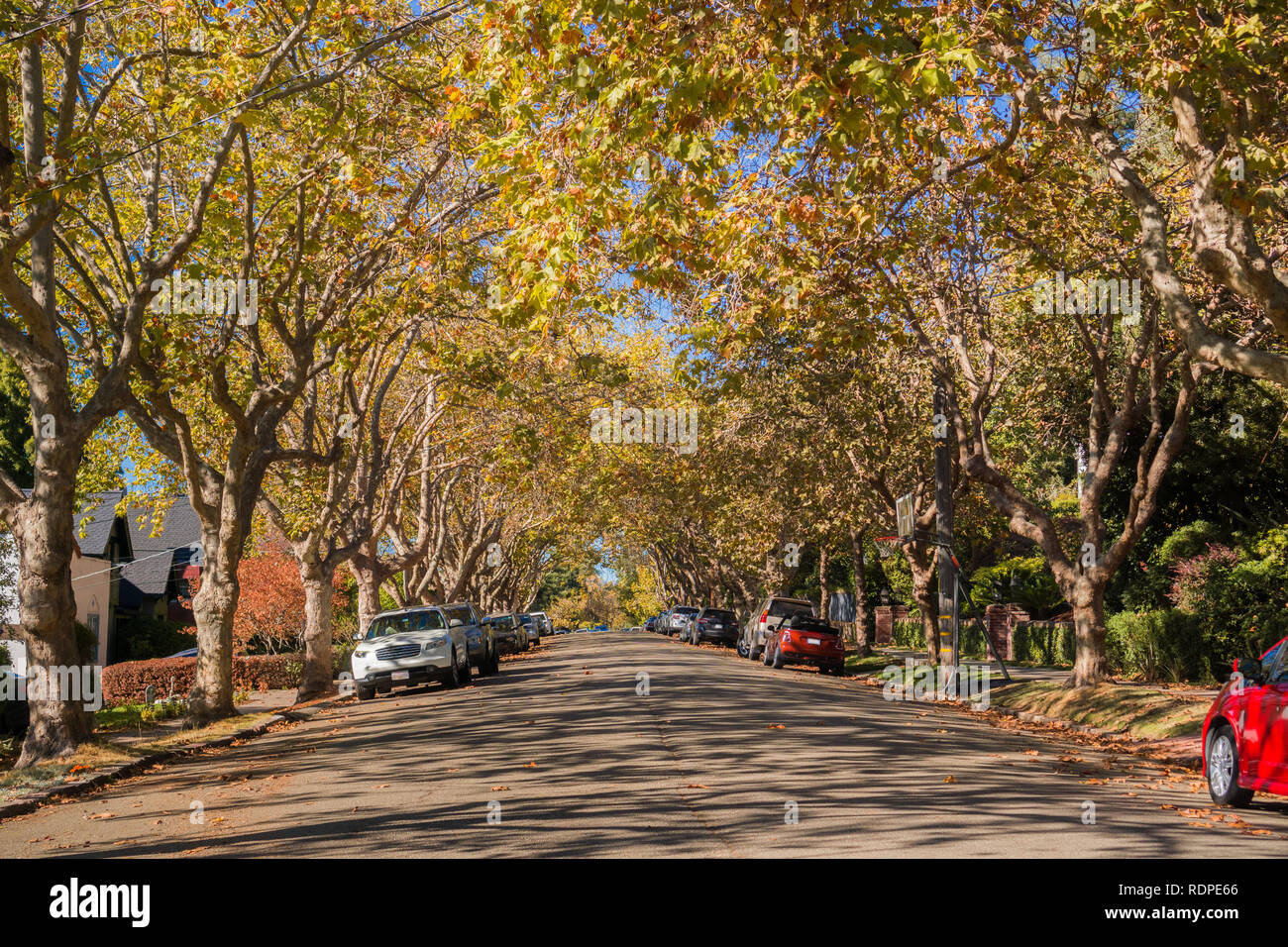 Tree Lined Street