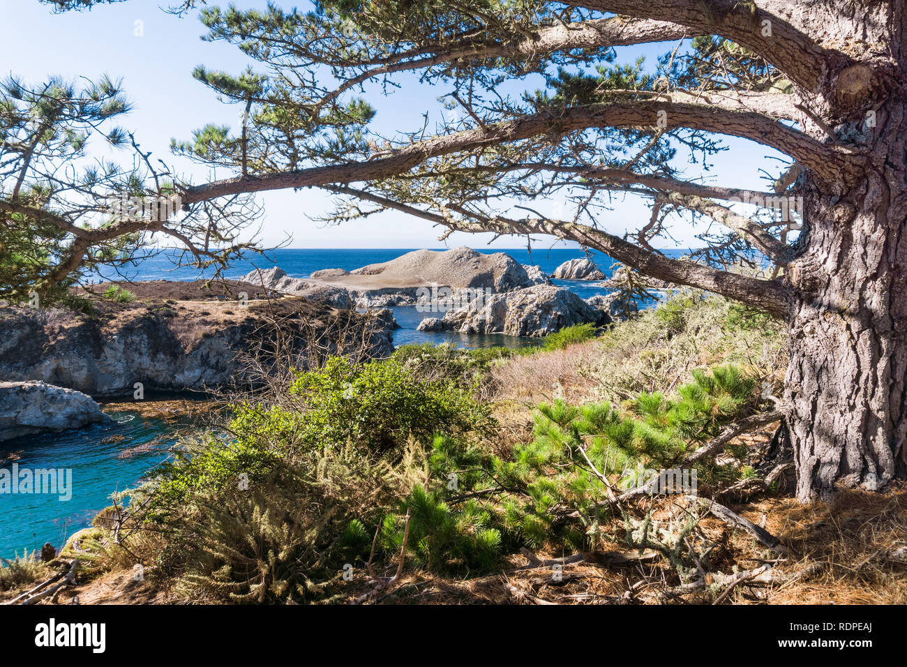 Lobos island birds hi-res stock photography and images - Alamy