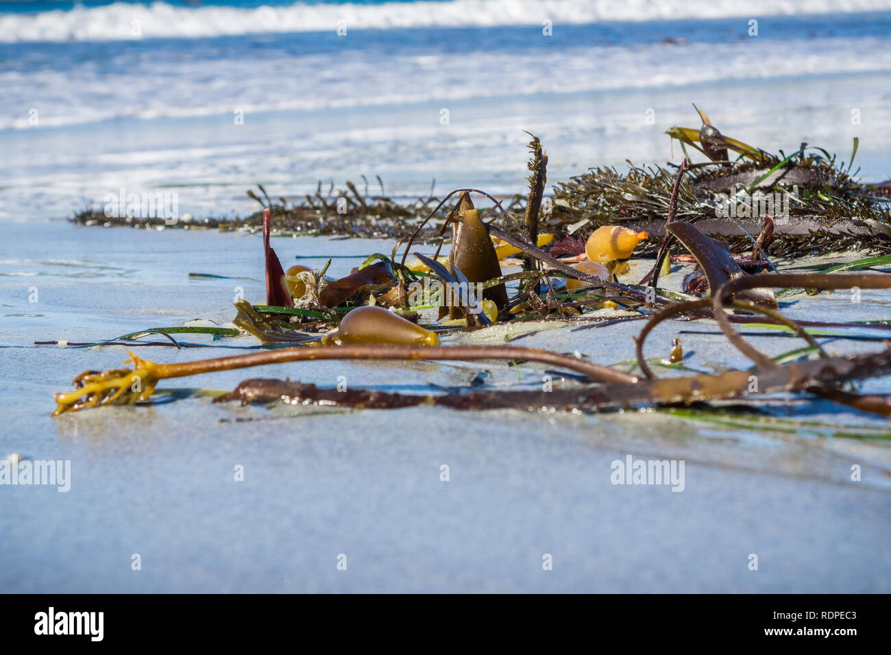 Dead algae hi-res stock photography and images - Alamy