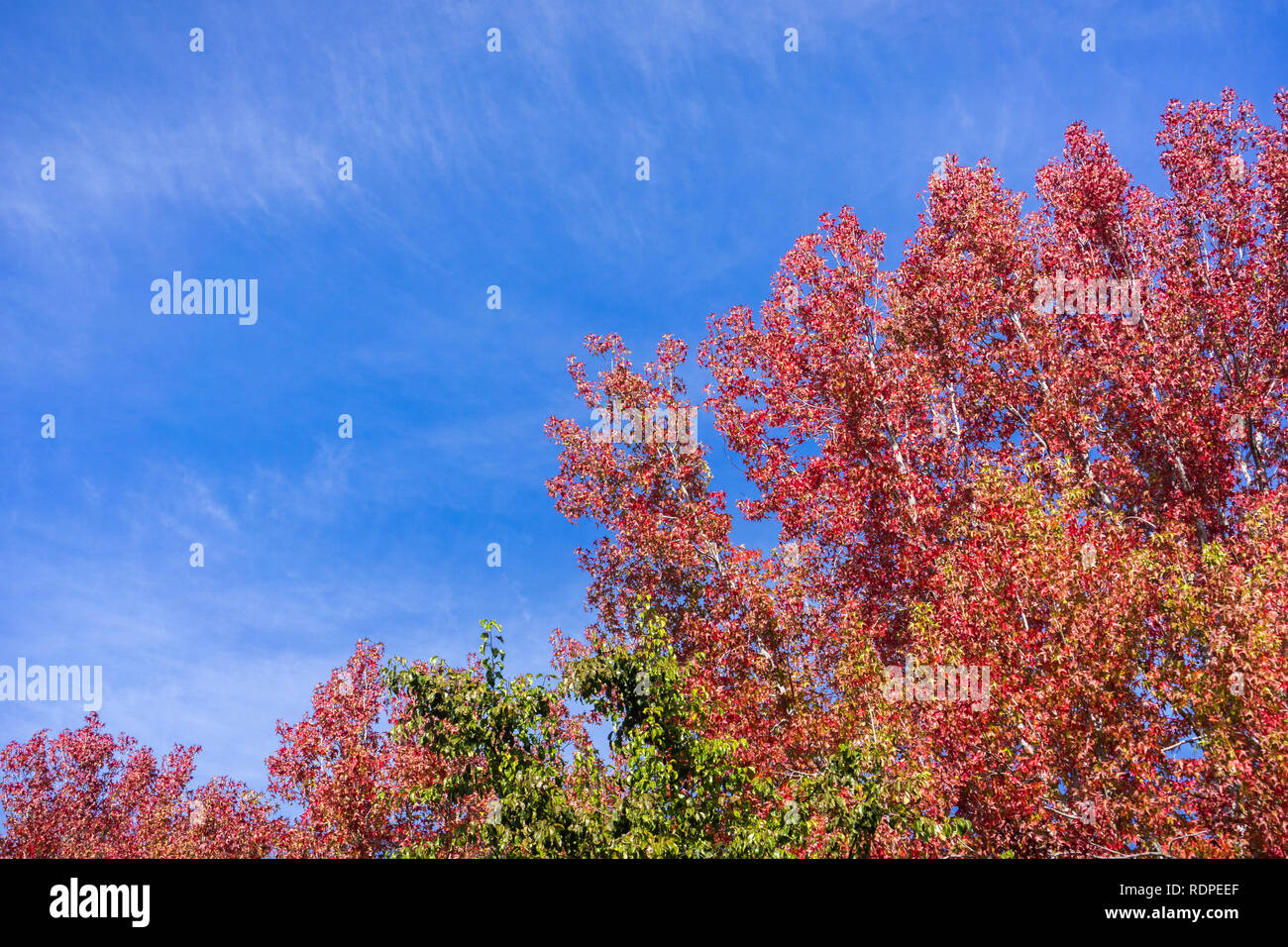 Liquidambar styraciflua autumn hi-res stock photography and images - Alamy
