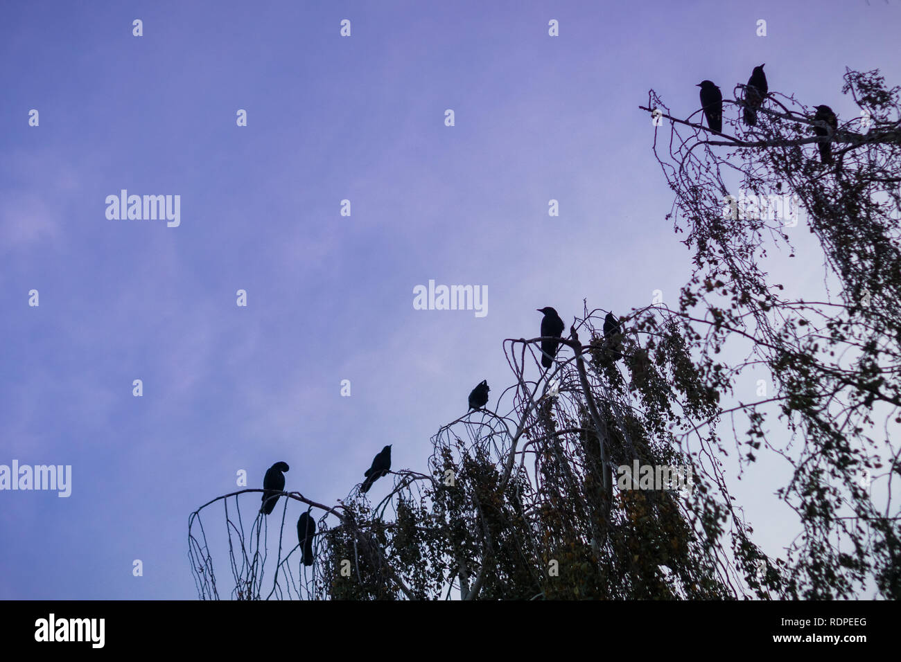 Sunset outline tree branch hi-res stock photography and images - Alamy