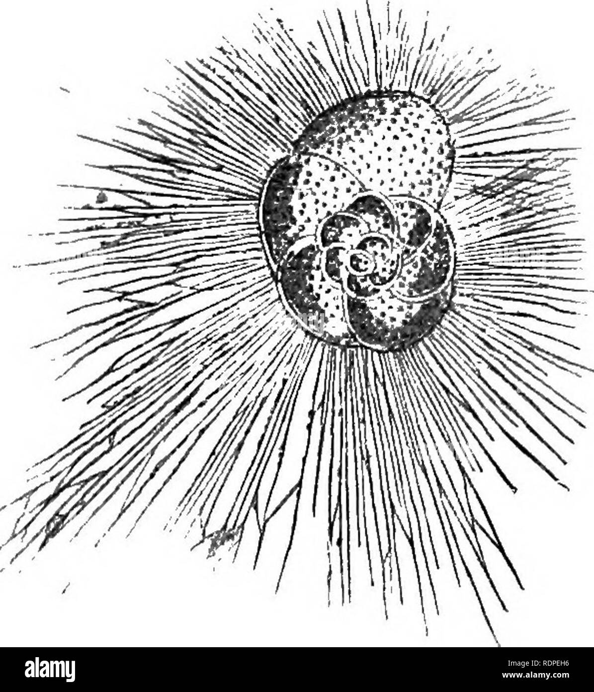 . The animals and man; an elementary textbook of zoology and human ...