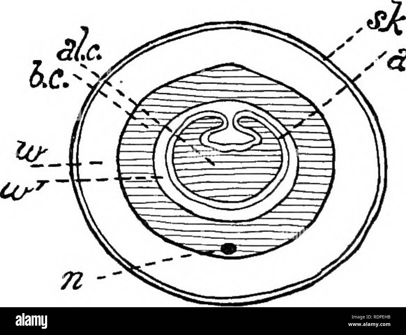 Vacuoles of the cells hi-res stock photography and images - Alamy