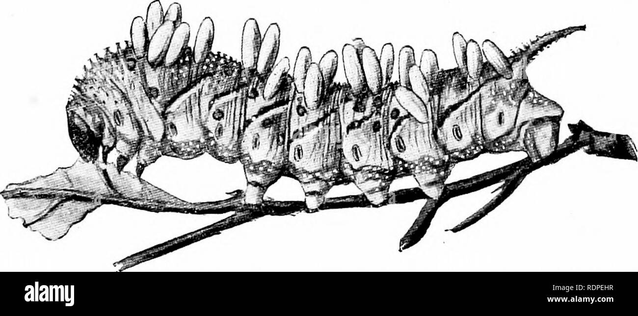 . First lessons in zoology. Zoology. ANIMAL PARASITES 297 is the pig ...