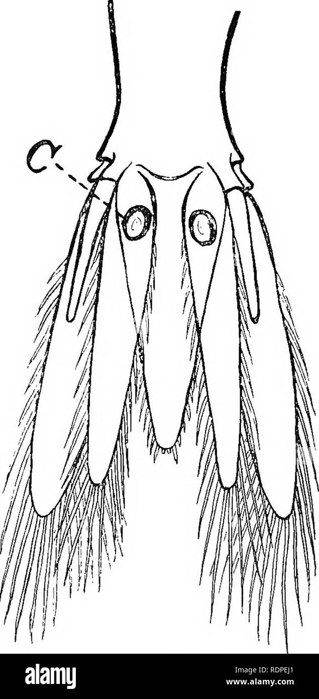 Modified feathers Cut Out Stock Images & Pictures - Alamy