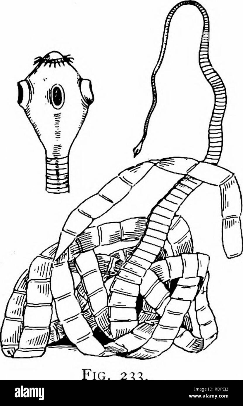 Tapeworm head magnified Black and White Stock Photos & Images - Alamy