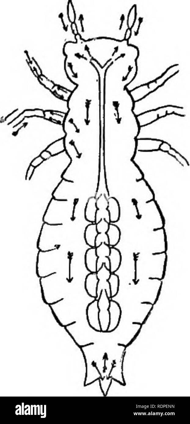 Circulatory system animals Cut Out Stock Images & Pictures - Alamy