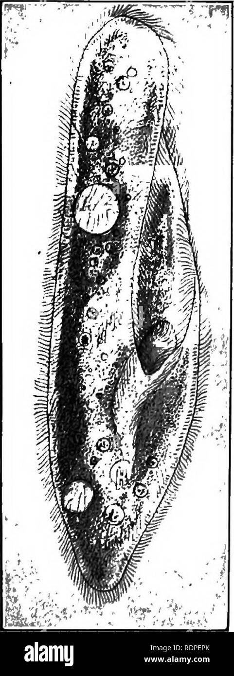 Paramecium sp hi-res stock photography and images - Alamy
