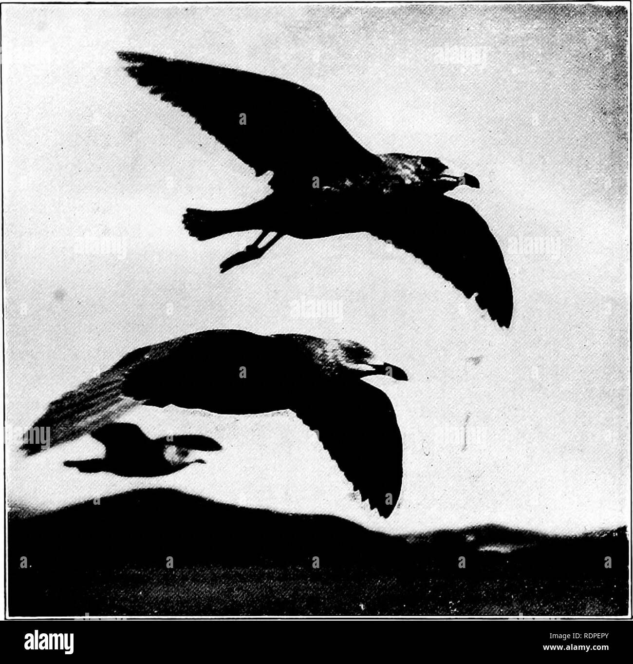 Wild turkey flapping wings Black and White Stock Photos & Images - Alamy