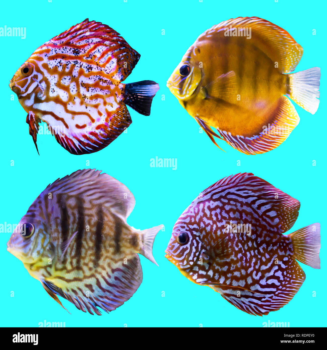 Four aquarium fish. Isolated photo on blue background. Website about ...