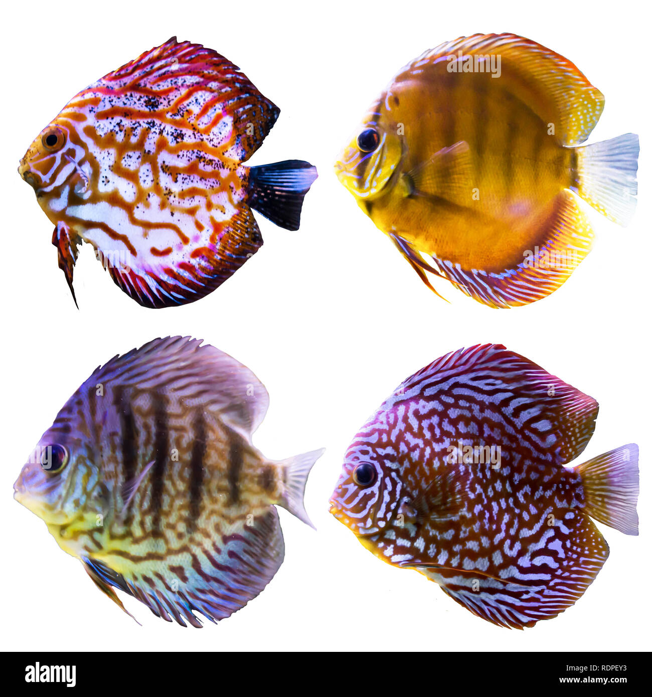 Four aquarium fish. Isolated photo on white background. Website about ...