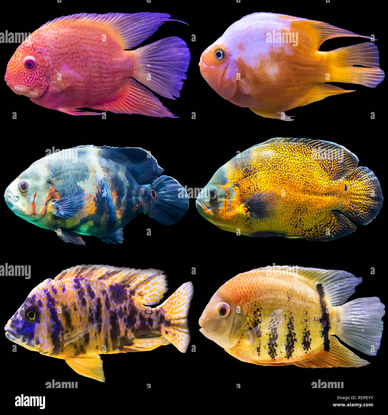 Six aquarium fish. Isolated photo on black background. Website about ...