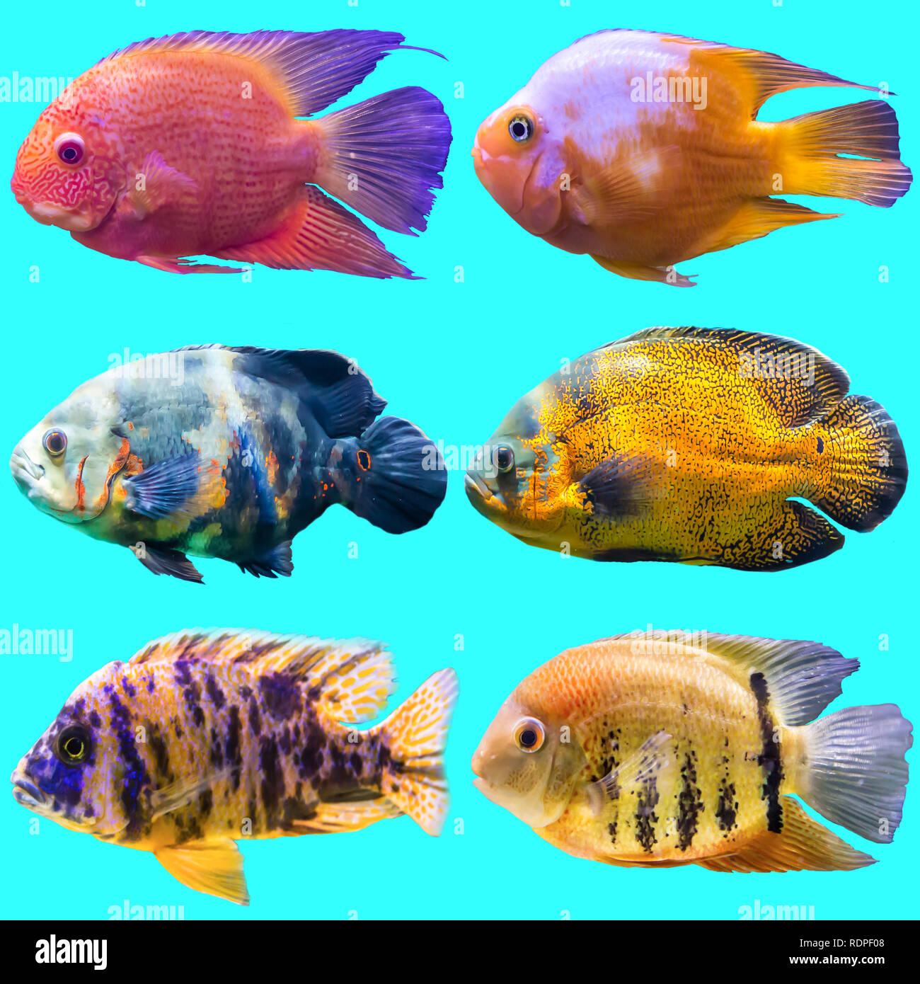 Six aquarium fish. Isolated photo on black background. Website about ...