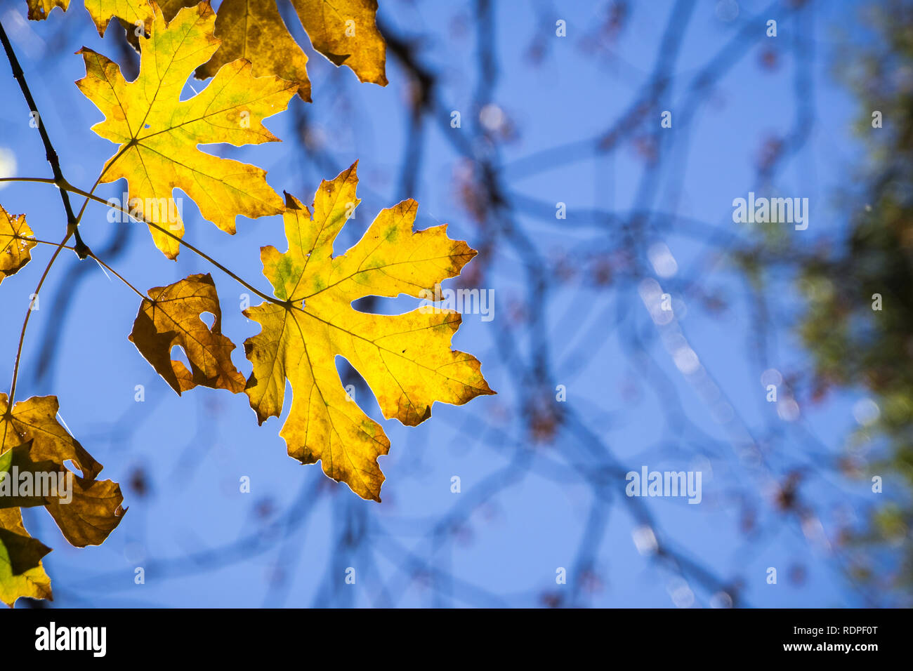 Golden maple leaves on a blue sky background, Mt Diablo State Park, San ...
